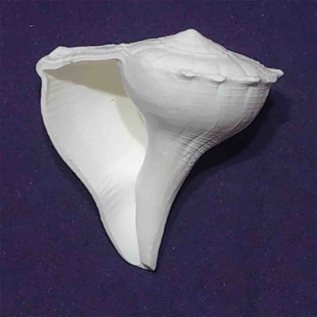 Mantrit (Energized) Dakshinavarti Shankh (Conch) & Original 13+cm Size ...