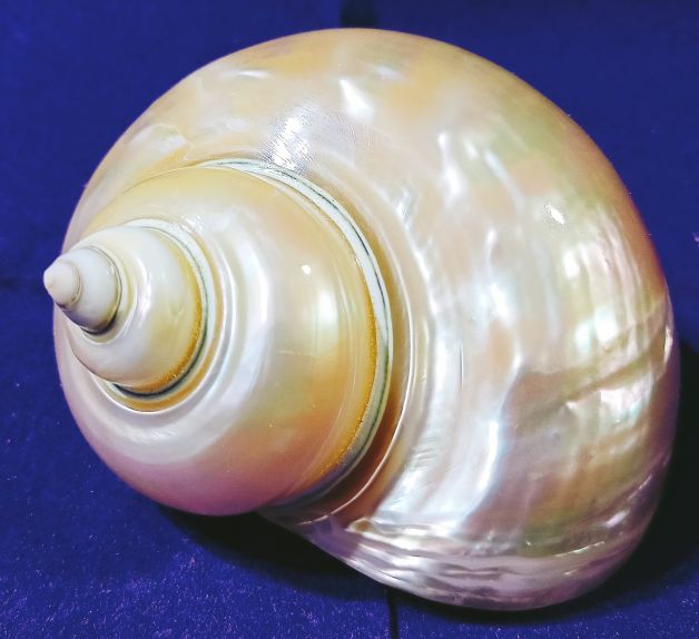 Genuine Moti Shipe Shankh – Original & Authentic – Omjaa