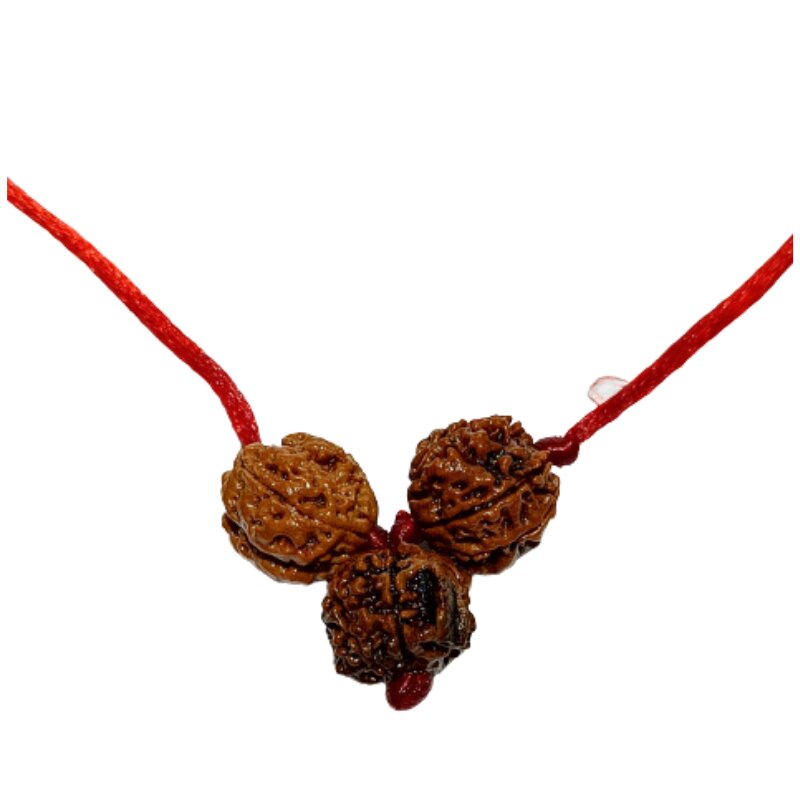 Student Kavach Rudraksha – Combination of 4, Ganesh & 6 Mukhi Rudraksha ...
